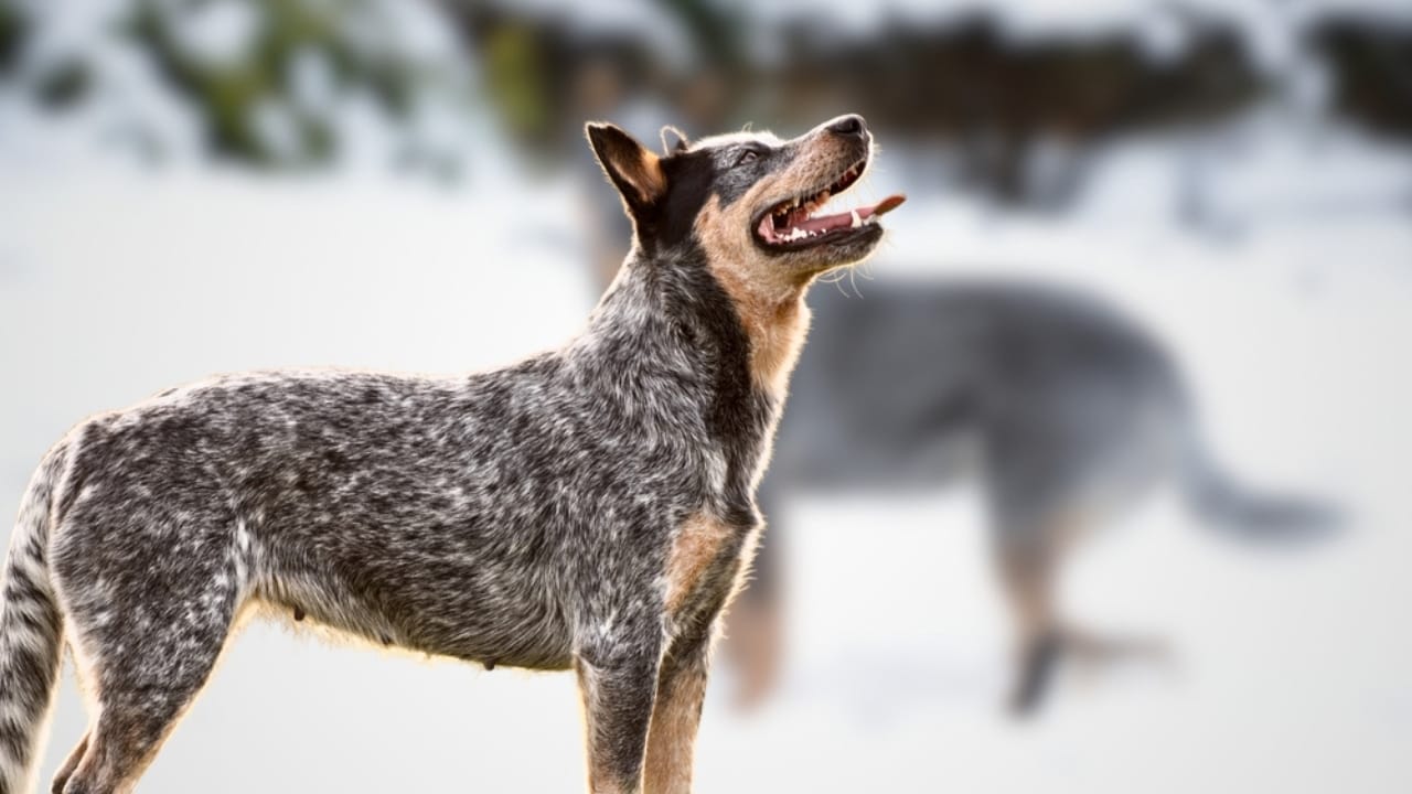Australia's $20B Dog Obsession: Celebrating 10 Australian Dog Breeds