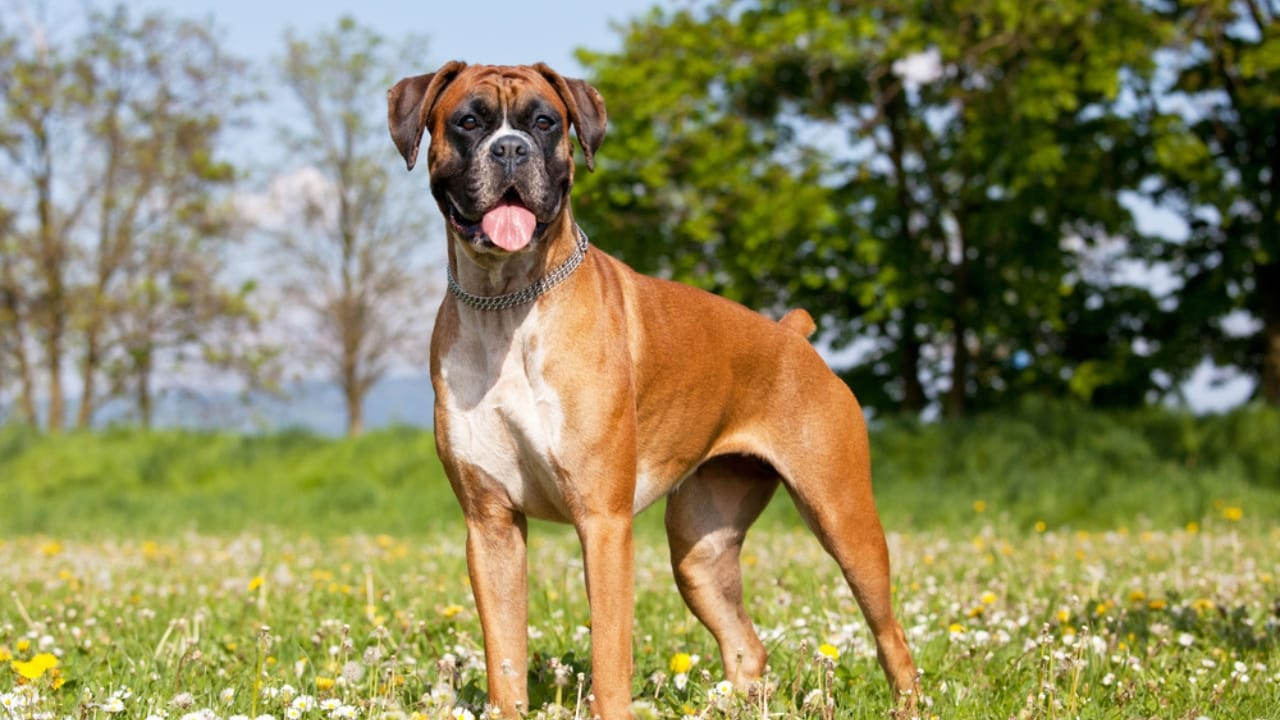 Hold Your Nose: The 9 "Stinkiest" Dog Breeds