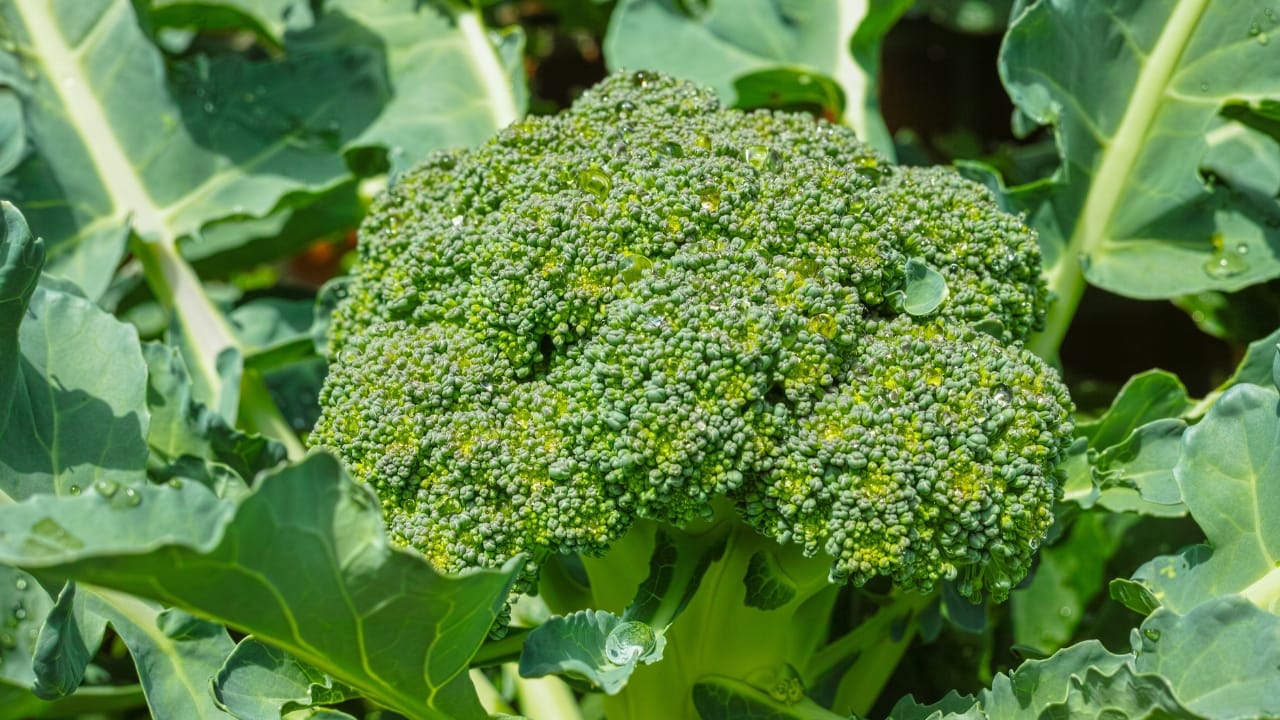 10 Common Kitchen Scraps You Can Safely Feed to Wild Birds