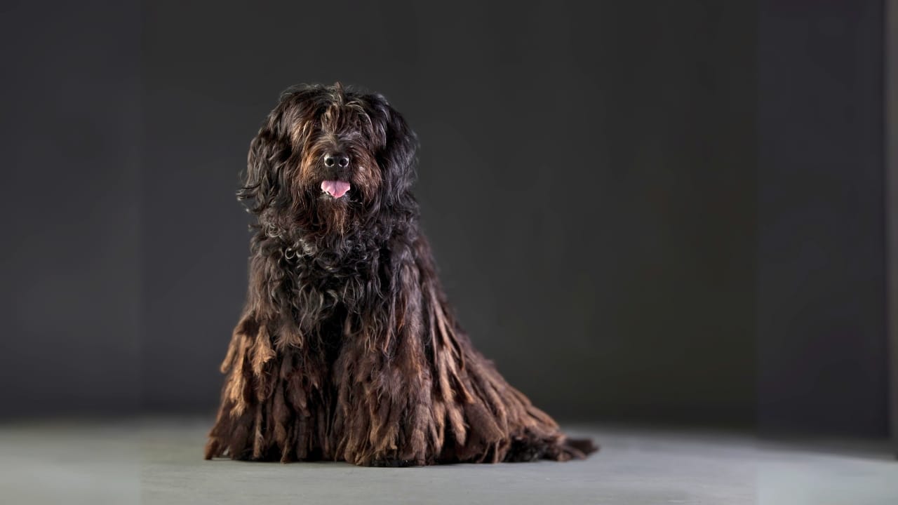10 Rare Dog Breeds Most People Don't Know About