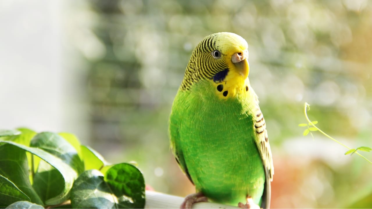 The 10 Longest-Living Animals That Make Great Pets