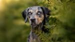 10 Reasons the Catahoula Leopard Dog is Unlike Any Other Breed