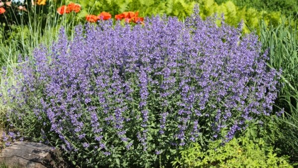 Grow a Weed-Free Garden with These 15 Clumping Perennials