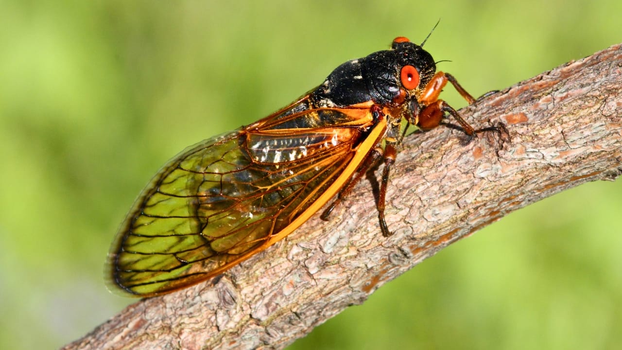 9 Insights: The Historic Brood XIX Cicada Emergence in 2024