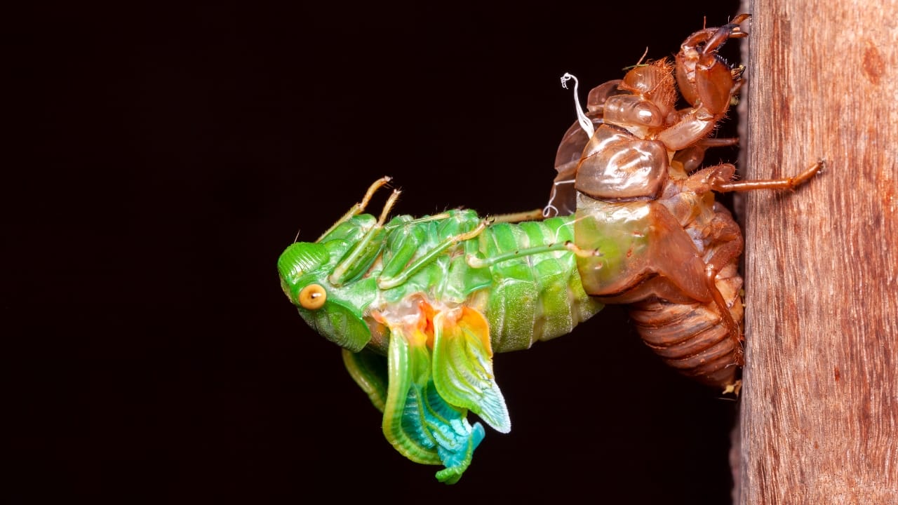 9 Insights: The Historic Brood XIX Cicada Emergence in 2024