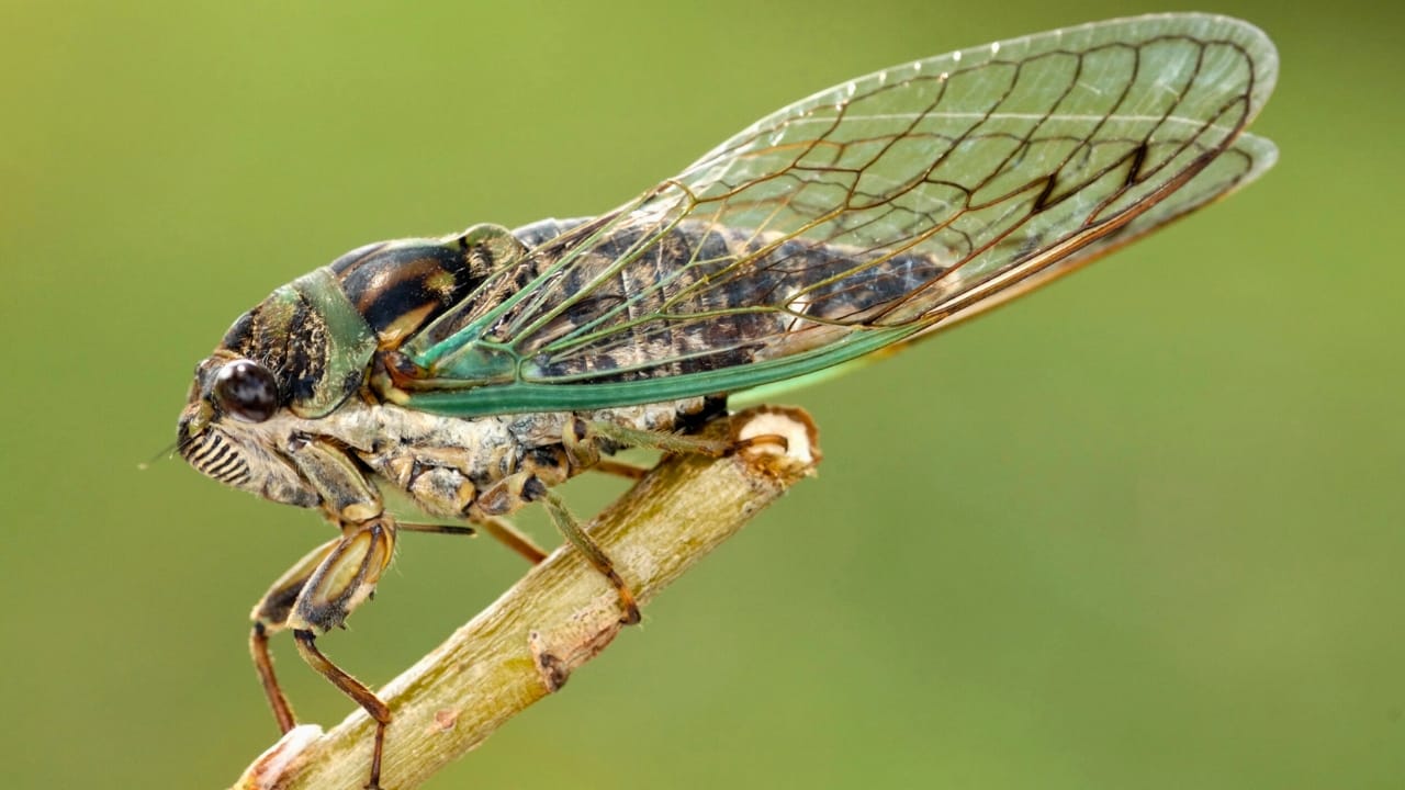 9 Insights: The Historic Brood XIX Cicada Emergence in 2024