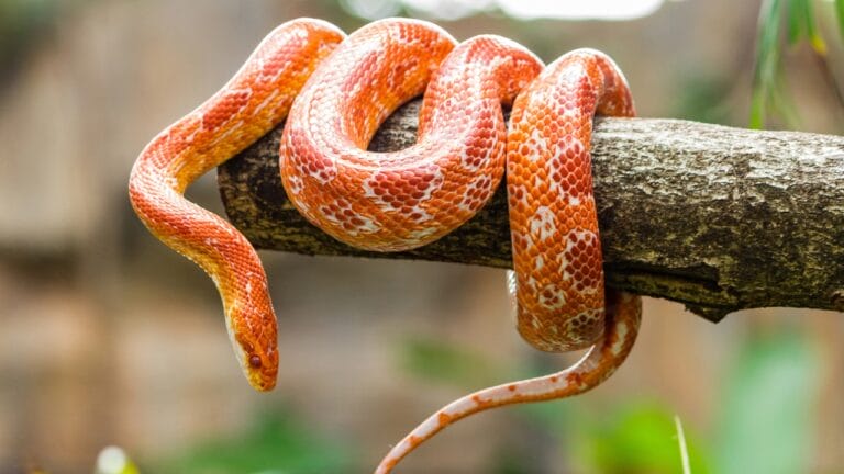 10 Surprisingly Friendly Snakes from Around the World