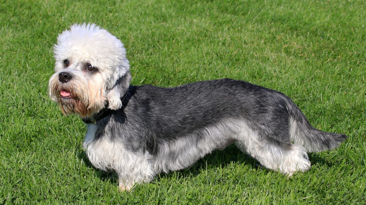 10 Ugliest Dog Breeds You May Never Want to See