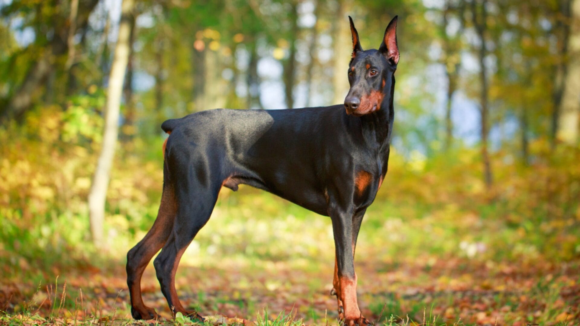 15 Dog Breeds So Intimidating They’ll Make Anyone Think Twice