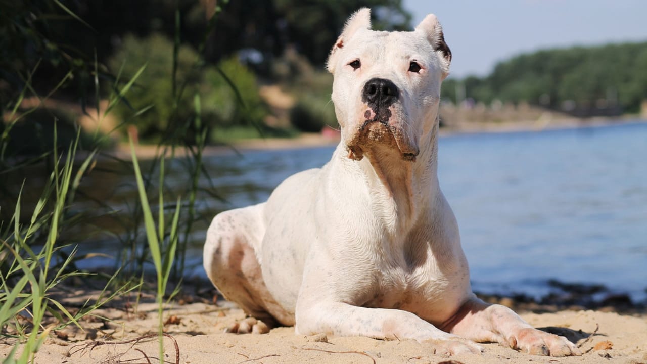 15 Tough Dog Breeds That Prove They Can Handle Anything