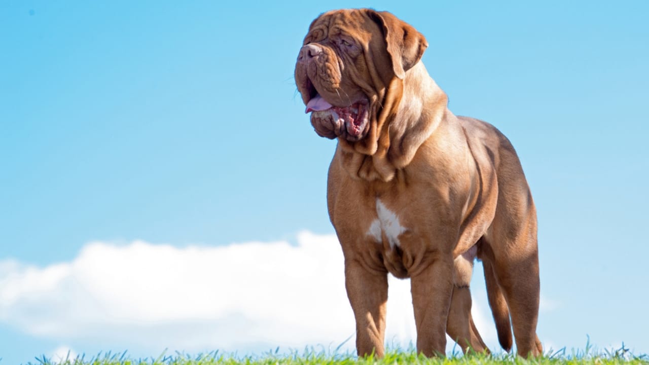 10 Things Only Devoted Dogue de Bordeaux Dog Lovers Know