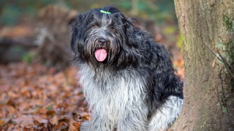 A Small Country's Big Impact on the Dog World - 10 Lovable Dutch Dog Breeds