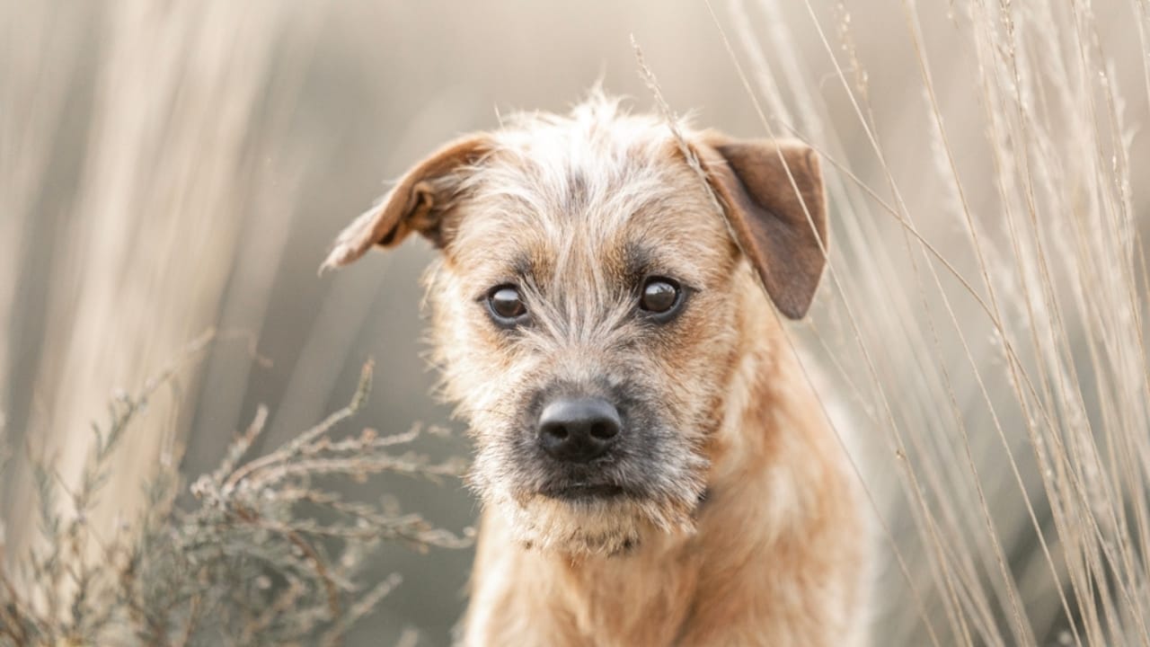 A Small Country's Big Impact on the Dog World - 10 Lovable Dutch Dog Breeds