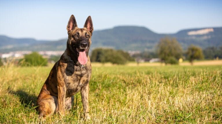 A Small Country's Big Impact on the Dog World - 10 Lovable Dutch Dog Breeds
