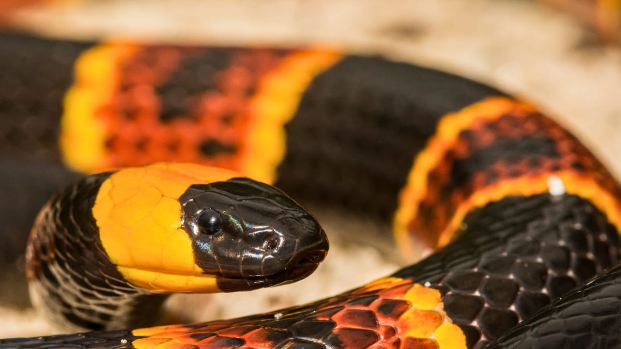 20 of the Most Colorful Snakes You'll Ever See