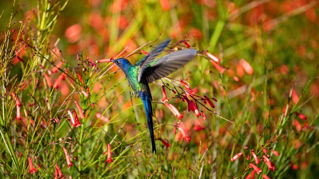 5 Places Where Hummingbirds Nest