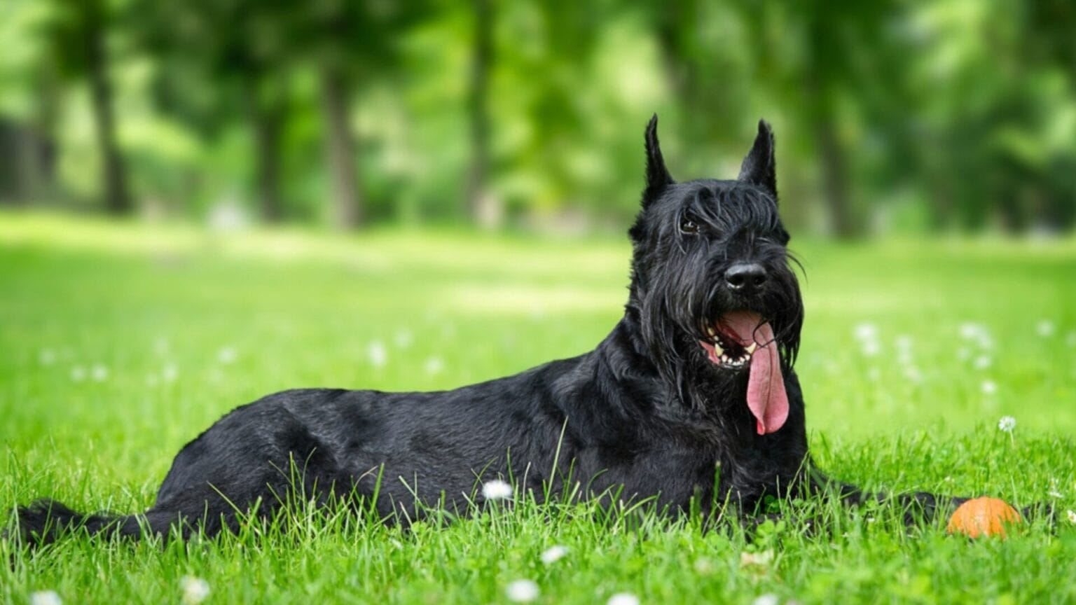 10 Breeds That Make the Best Guard Dogs