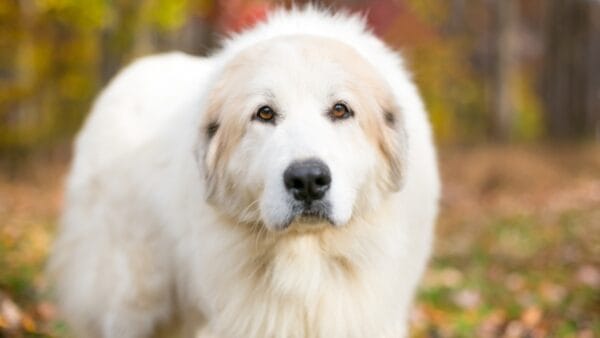 10 Brilliant White Dog Breeds With a Genetic Secret
