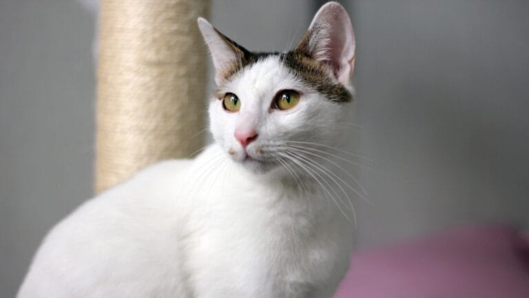 15 Miniature Cat Breeds that Prove Big Attitudes Come in Small Packages