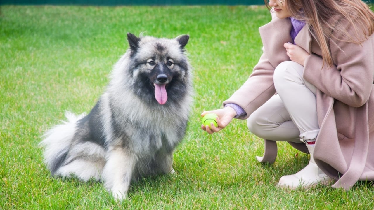 A Small Country's Big Impact on the Dog World - 10 Lovable Dutch Dog Breeds