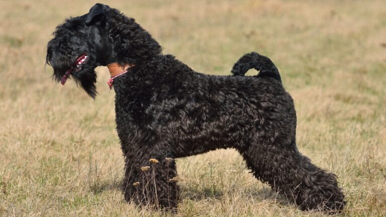 10 Facts About the Unique Kerry Blue Terrier Dog Breed, Once Loved by ...