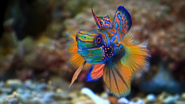 15 of the World's Prettiest Fish Species