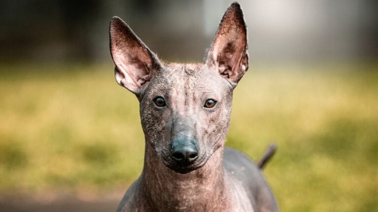 Bald is the New Beautiful: 8 Exotic Hairless Dog Breeds