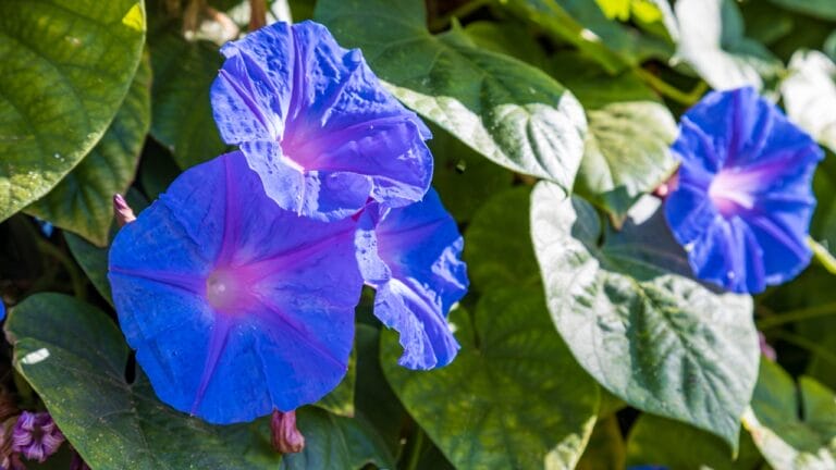 Watch These 13 Flowers Change Colors as the Season Changes