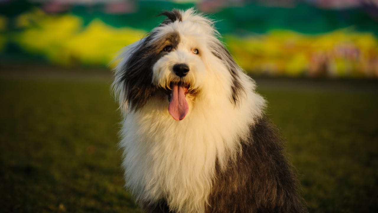 15 Dog Breeds Known for Their Fluffy, Cuddly Puppies