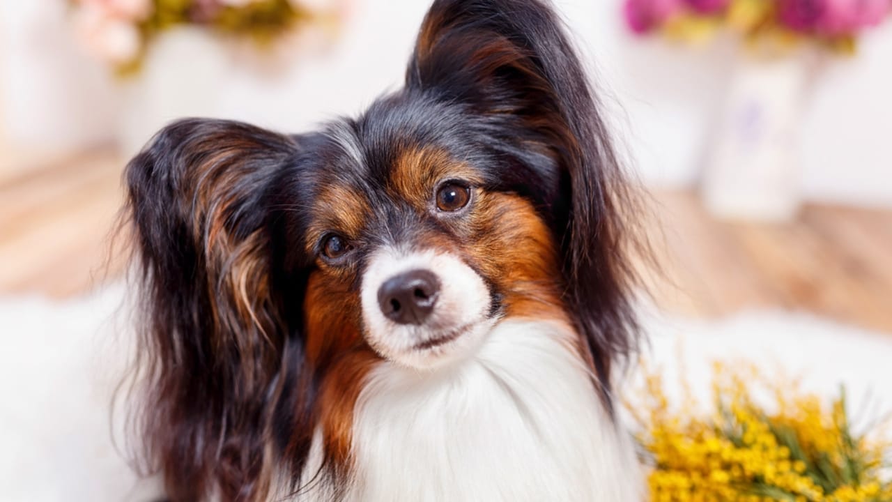 15 Happy-Go-Lucky Dog Breeds That Will Brighten Your Day