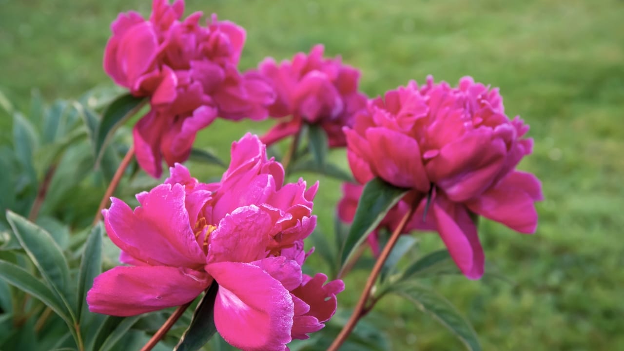 17 Beautiful Plants & Flowers that Symbolize Rich Spiritual Growth