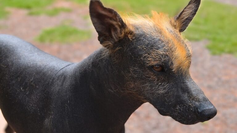 Bald is the New Beautiful: 8 Exotic Hairless Dog Breeds