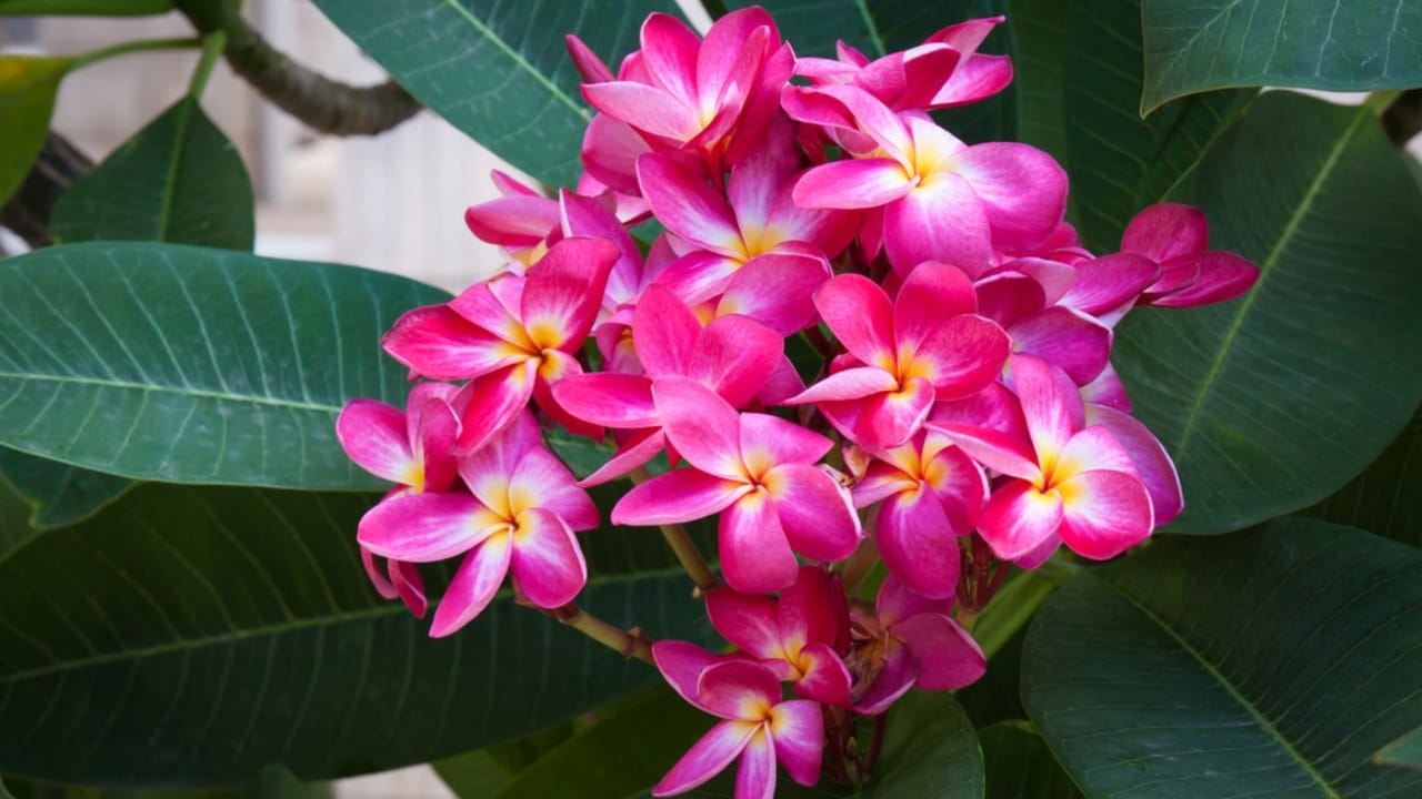 Plumeria Plant Perfection: How to Grow & Care for the Elegant ...