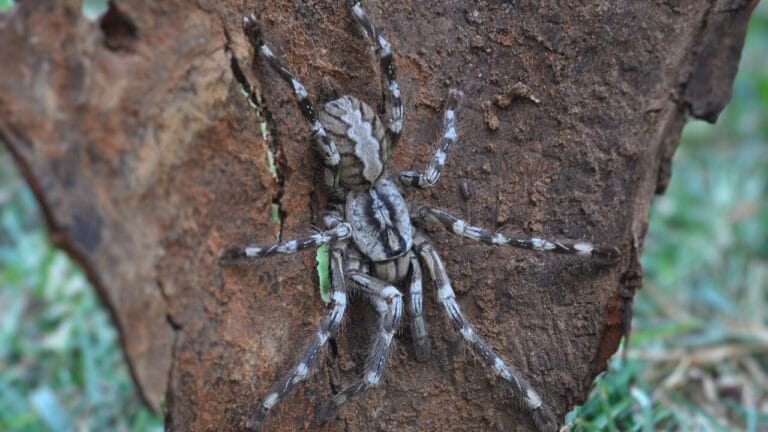12 Colossal Spiders that Actually Exist in Real Life