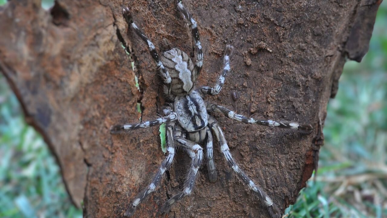 12 Colossal Spiders that Actually Exist in Real Life