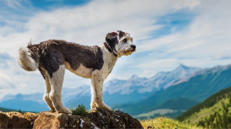 10 Rare Dog Breeds Most People Don't Know About