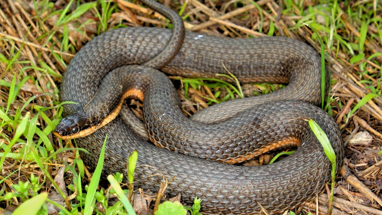 9 Slithering Snakes Found Only on the East Coast