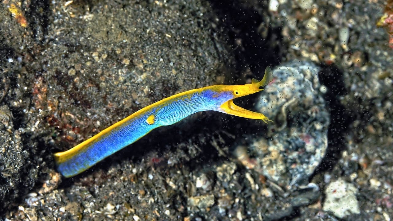 12 Creatures So Colorful They Look Like Living Rainbows
