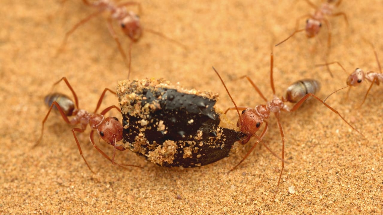 14 of the Toughest Animals on Earth: The Ultimate Survivors