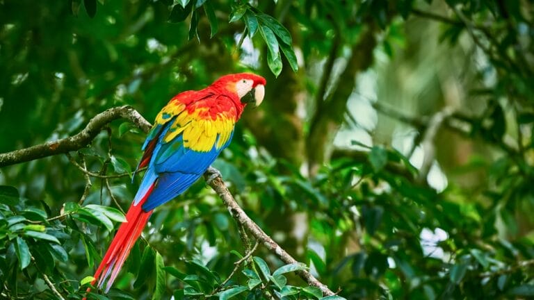 12 of the Most Beautiful Animals in the World