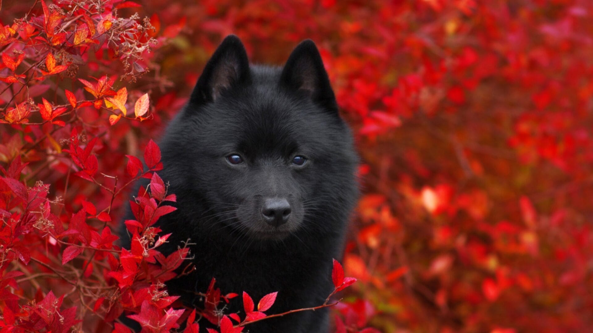 The Irresistible Allure of 11 Black Dog Breeds
