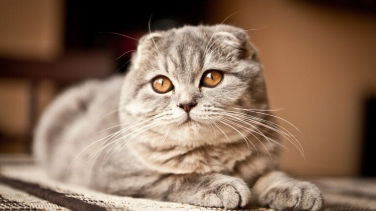 10 Stunning Gray Cat Breeds That Make Perfect Pets