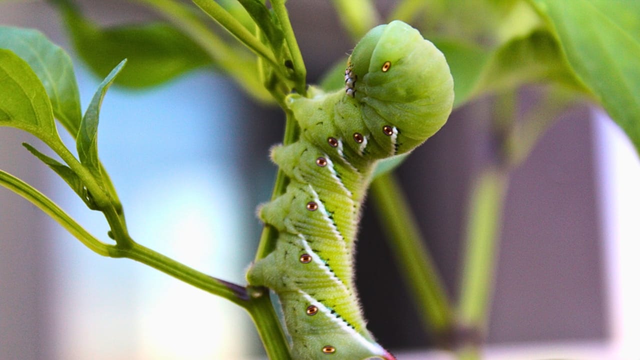 Tomato Hornworms: 10 Must-Know Facts to Save Your Harvest