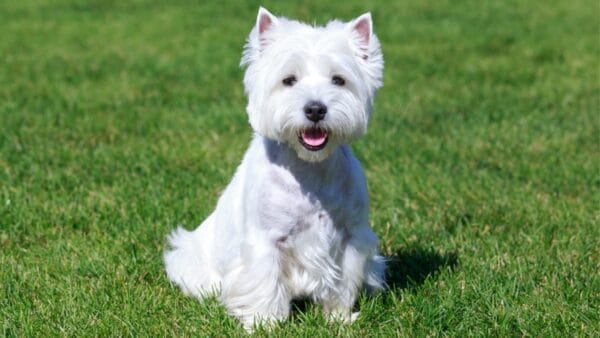 10 Brilliant White Dog Breeds With a Genetic Secret