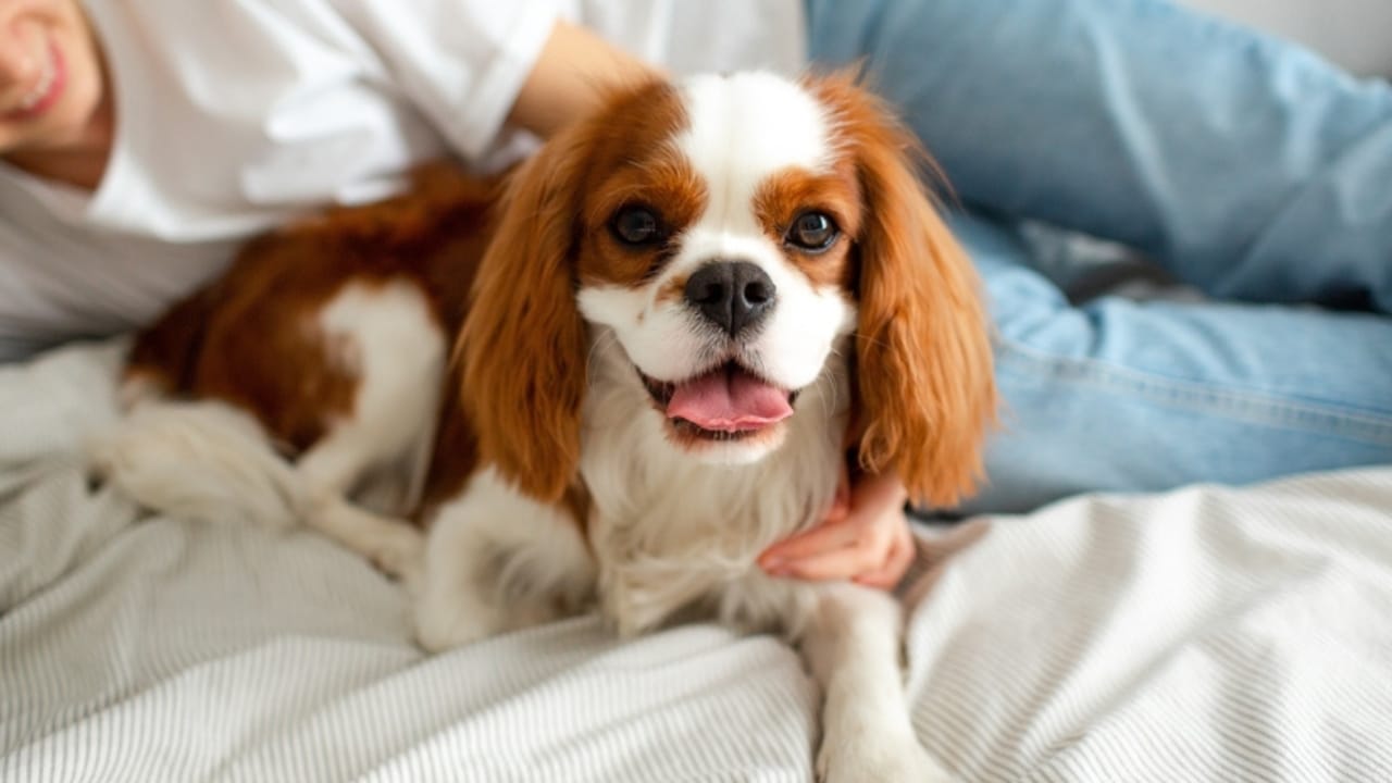11 Dog Breeds Perfect for First-Time Owners