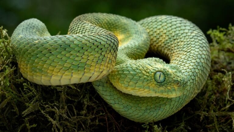 10 Weird Snakes That Make You Question What’s Possible in Nature
