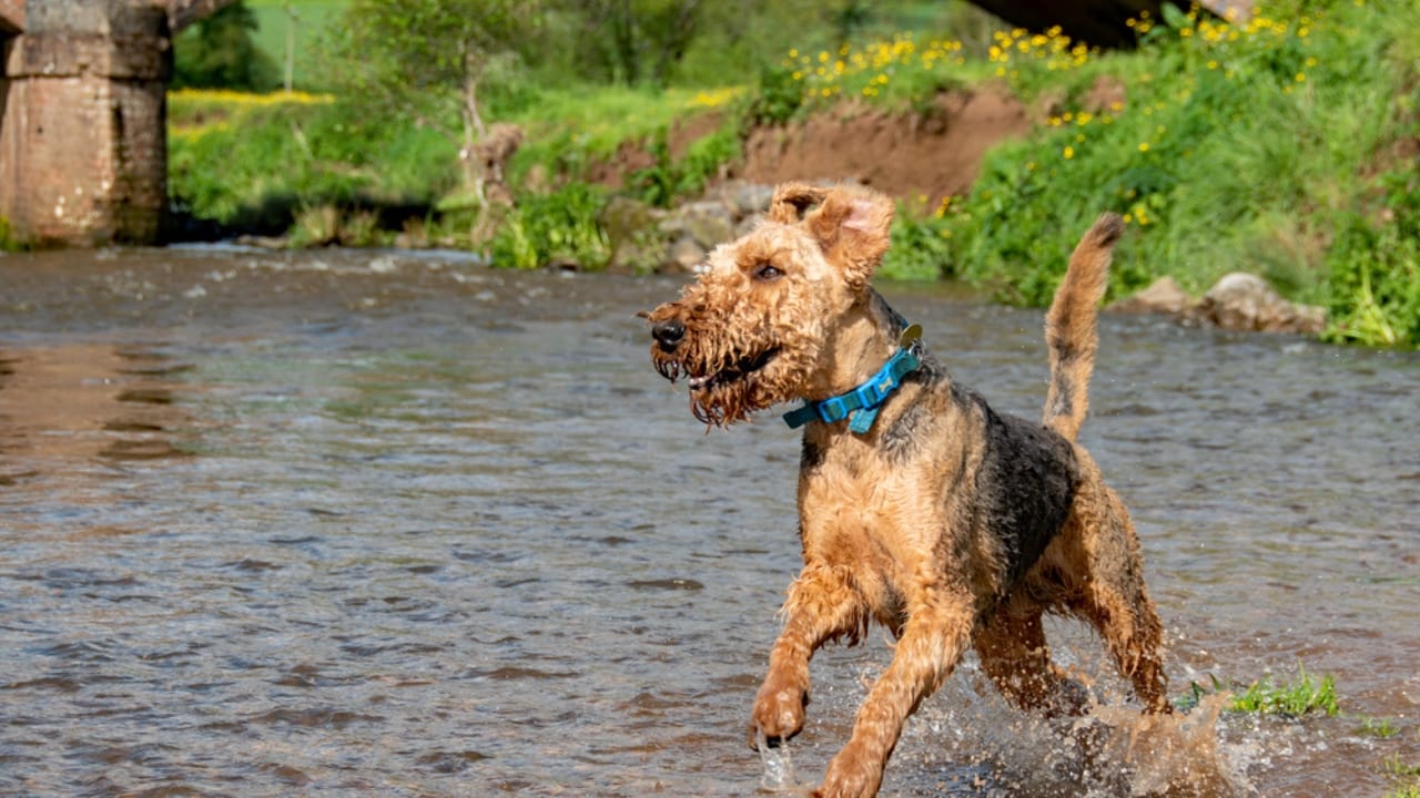 11 Little-Known Facts About the Airedale Terrier