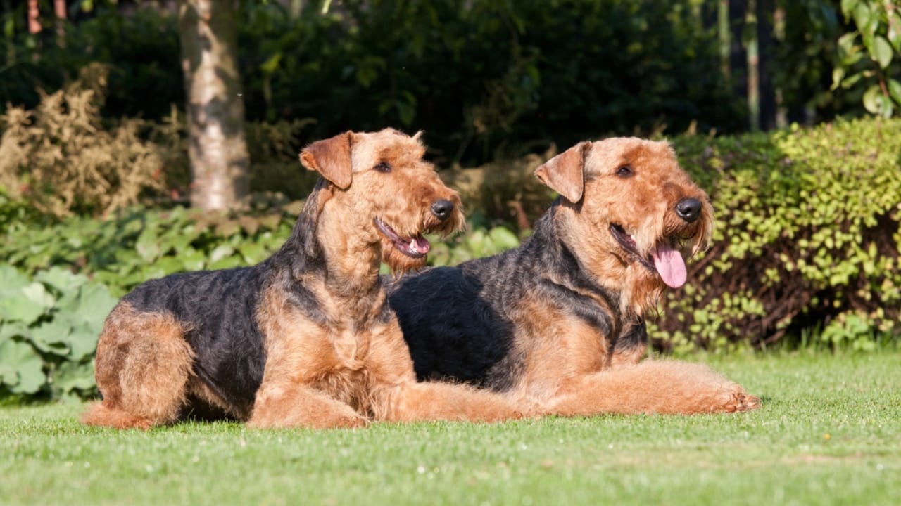11 Little-Known Facts About the Airedale Terrier