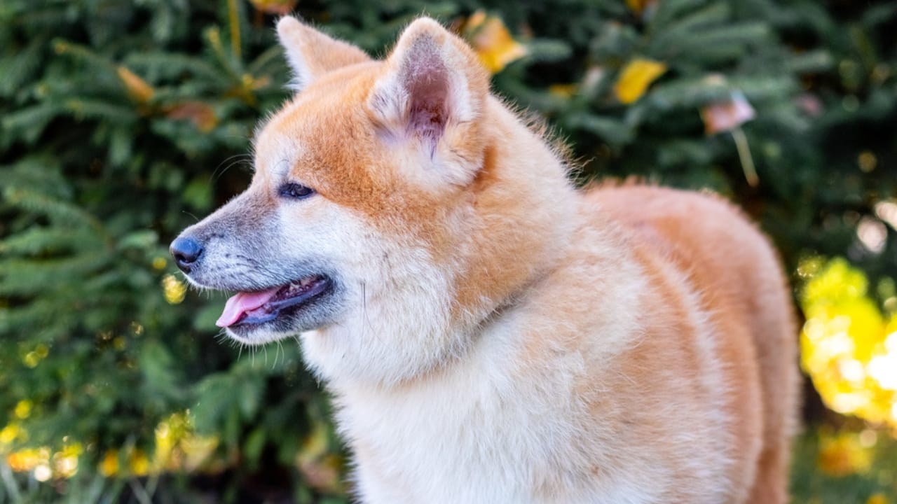 12 Little-Known Facts About Akita Dogs That Will Surprise You