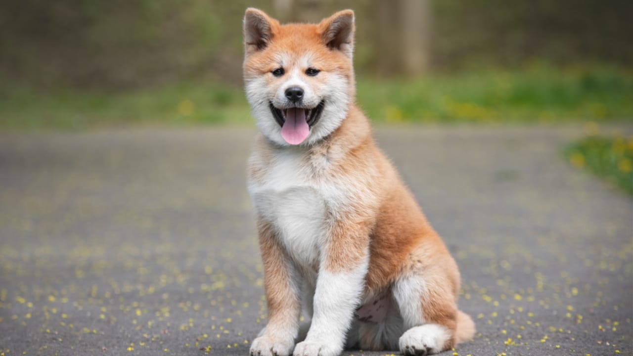 12 Little-Known Facts About Akita Dogs That Will Surprise You